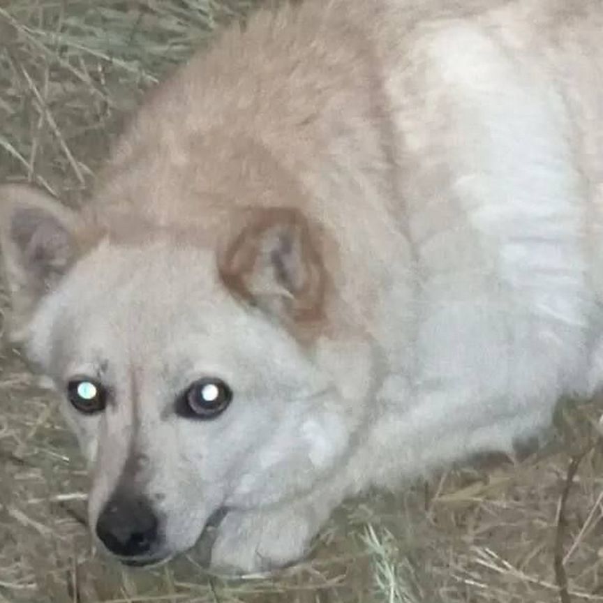 Взрослый пёс в добрые руки