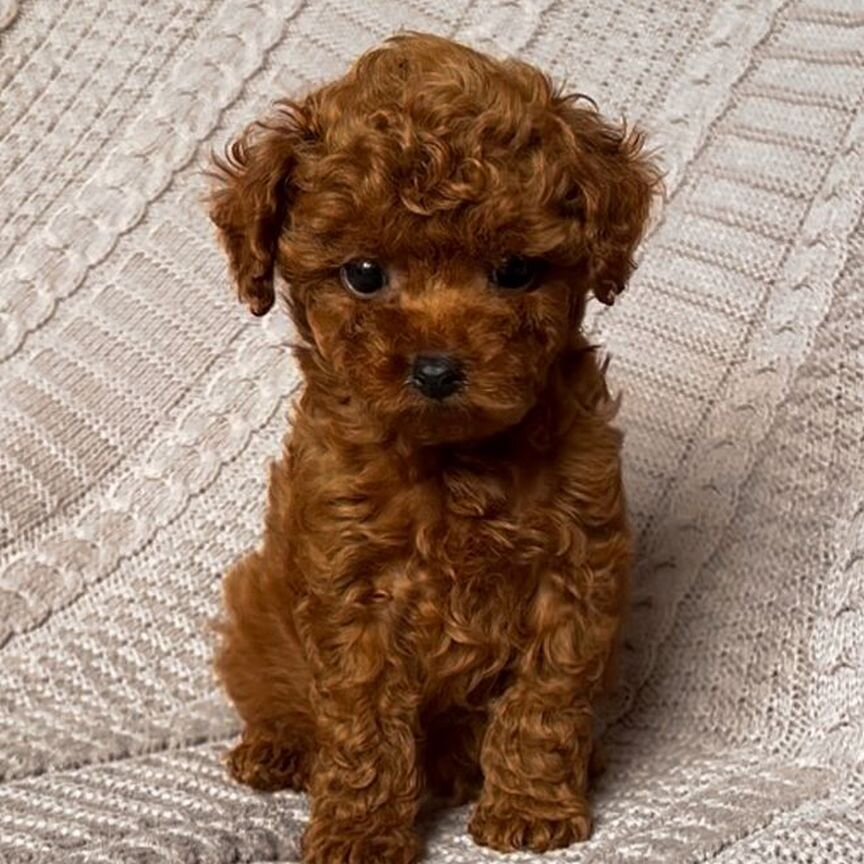 Куклята мальтипу