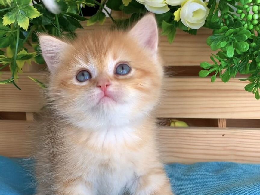 Очаровательные золотые малыши