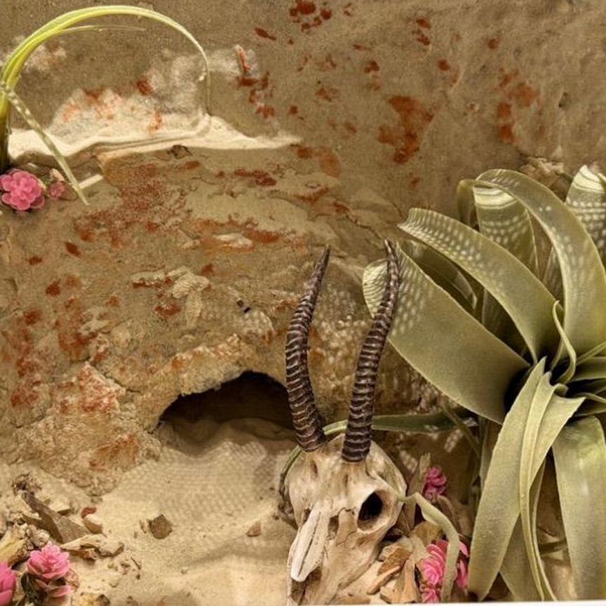 Оформление террариумов