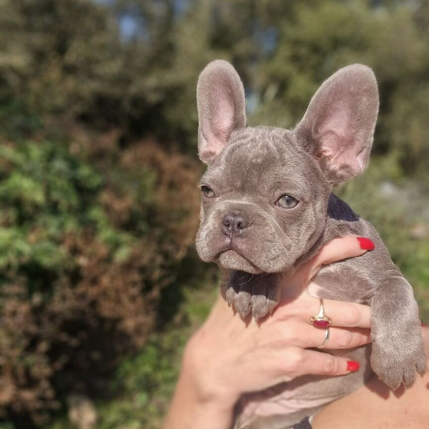 Французская крошка Мини