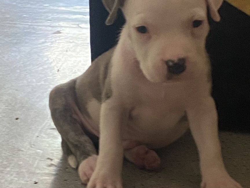 Стаффордширский терьер