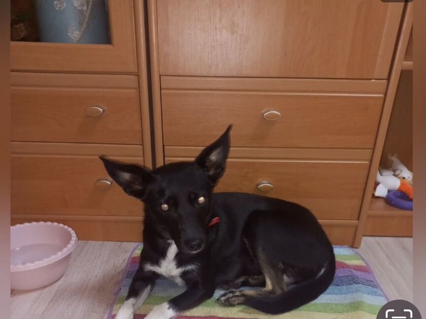 Собака в добрые руки