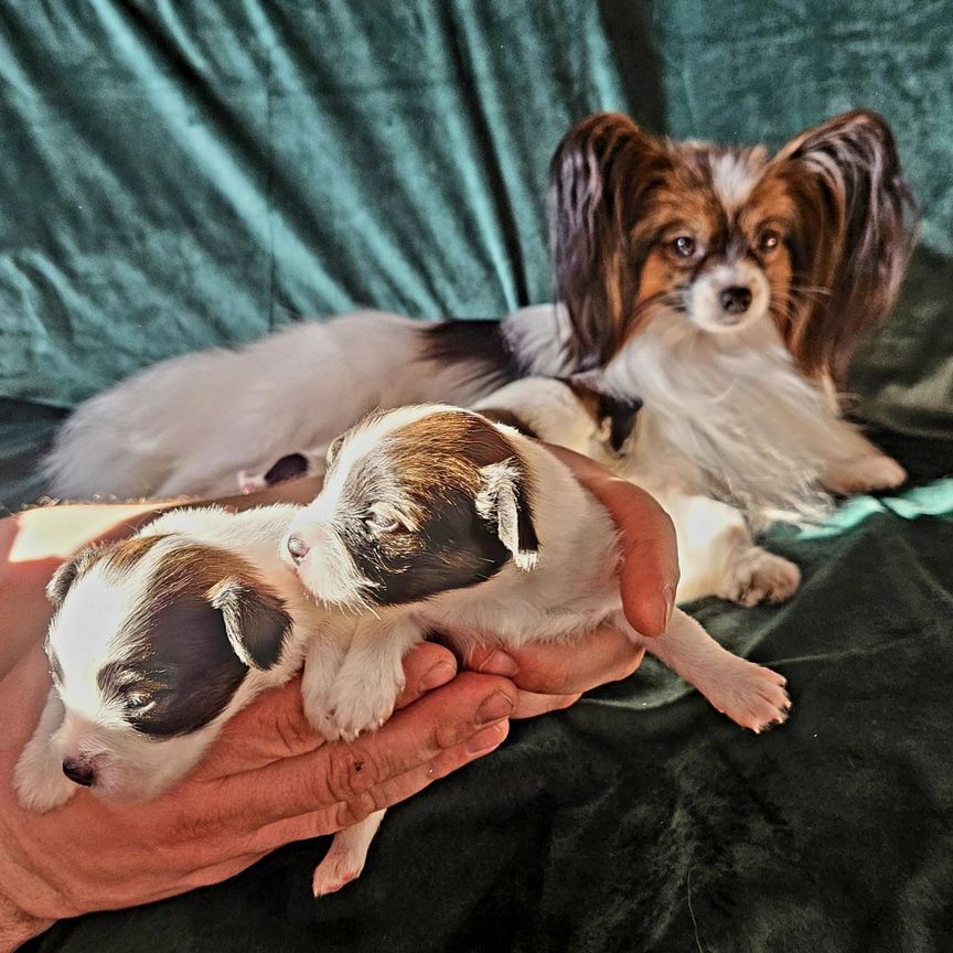 Континентальный той-спаниель папильон, щенок