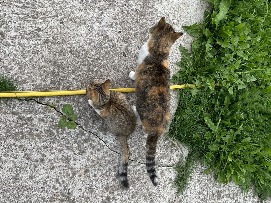 Котята бесплатно