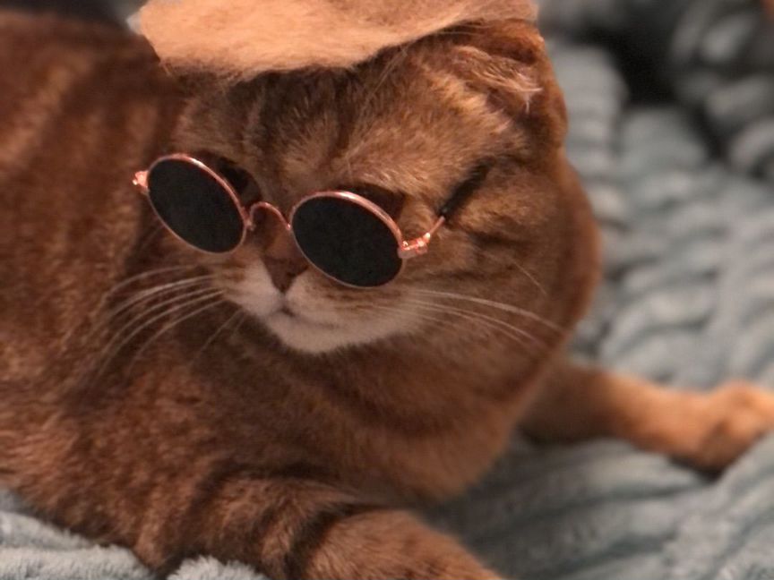 Очки для кошки