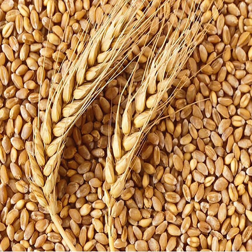Зерно пшеница