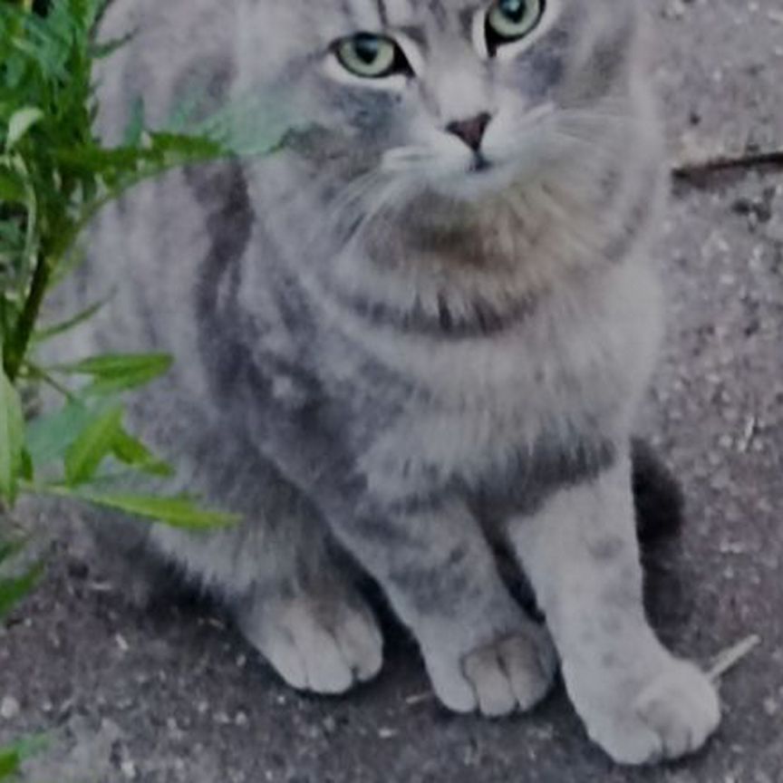 Котик