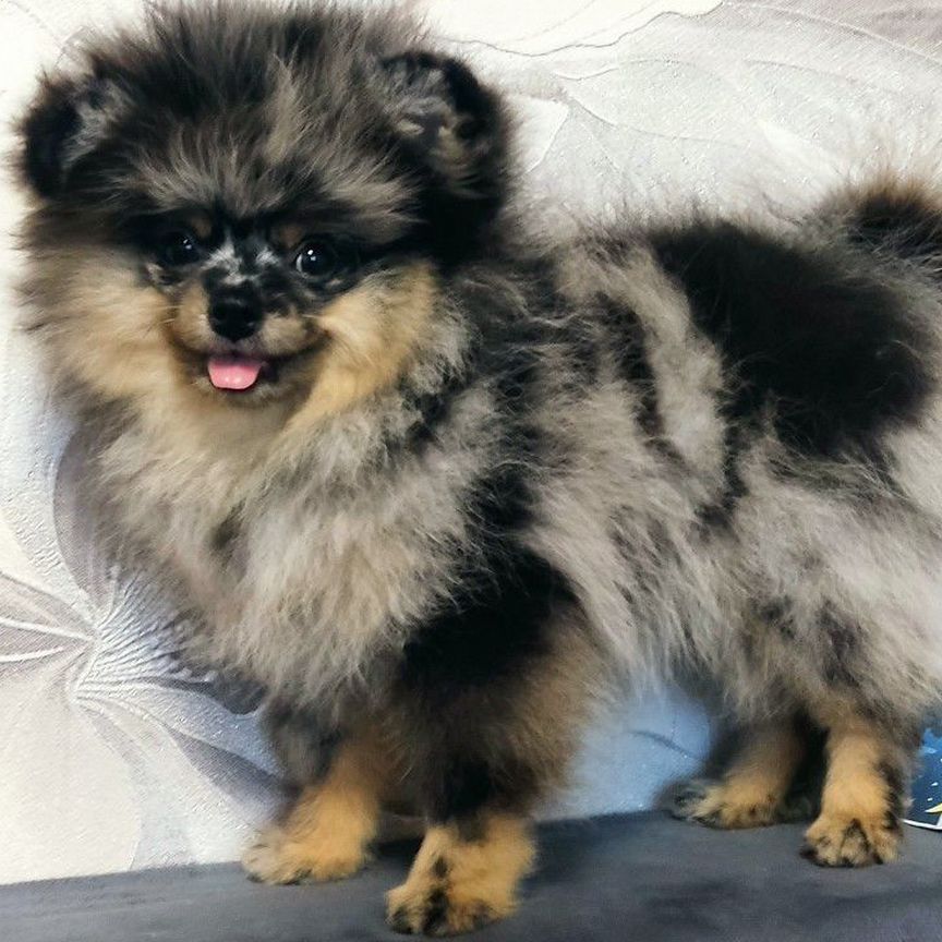 Померанский шпиц, щенок