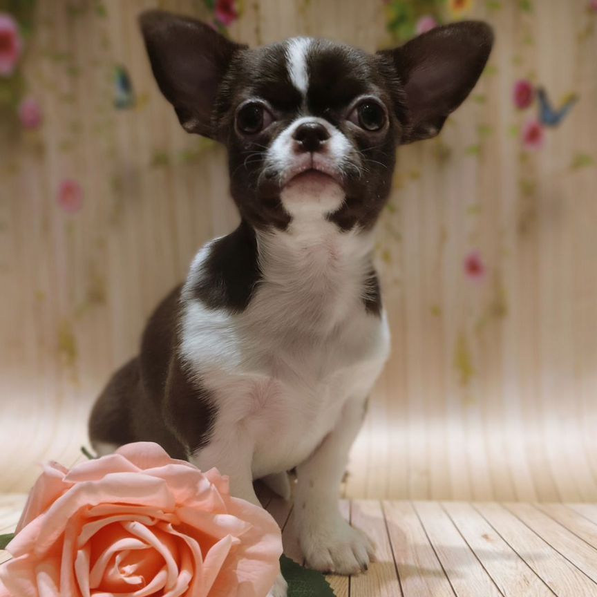 Чихуахуа, щенок