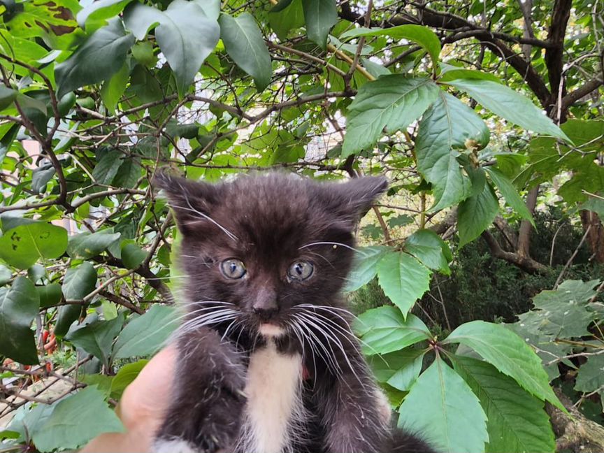 Котята в добрые руки 1 мес