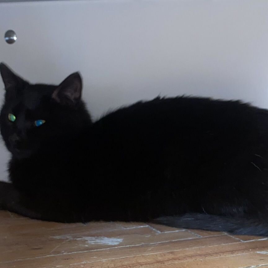 Котик в добрые руки