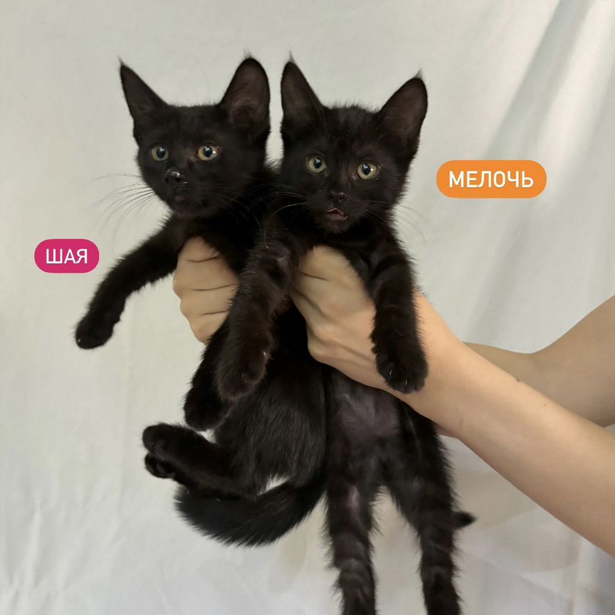 Котята ищут дом