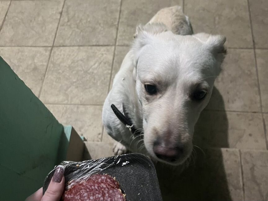 Собака в добрые руки