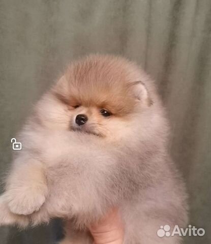 Крем-соболь малышка