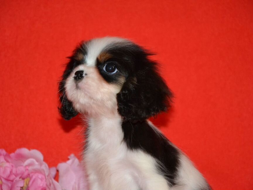 Красивый мальчик ккчс