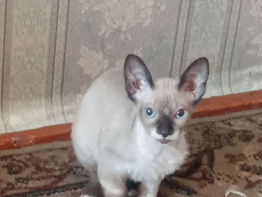 Кошки породистые