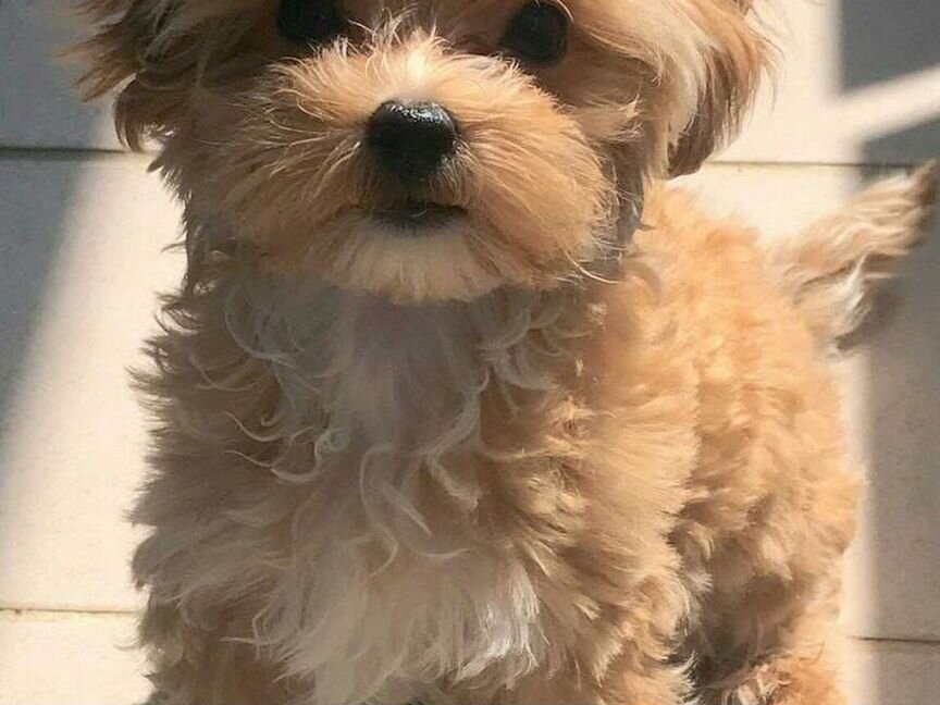 Мальтипу милые щеночки