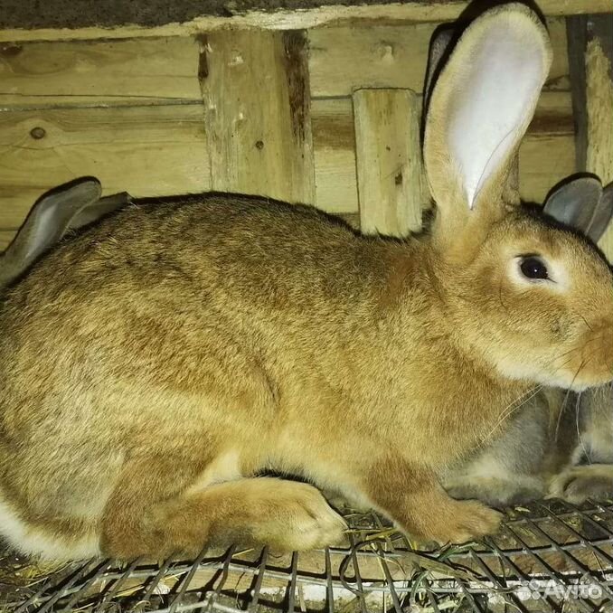 Крол помесной