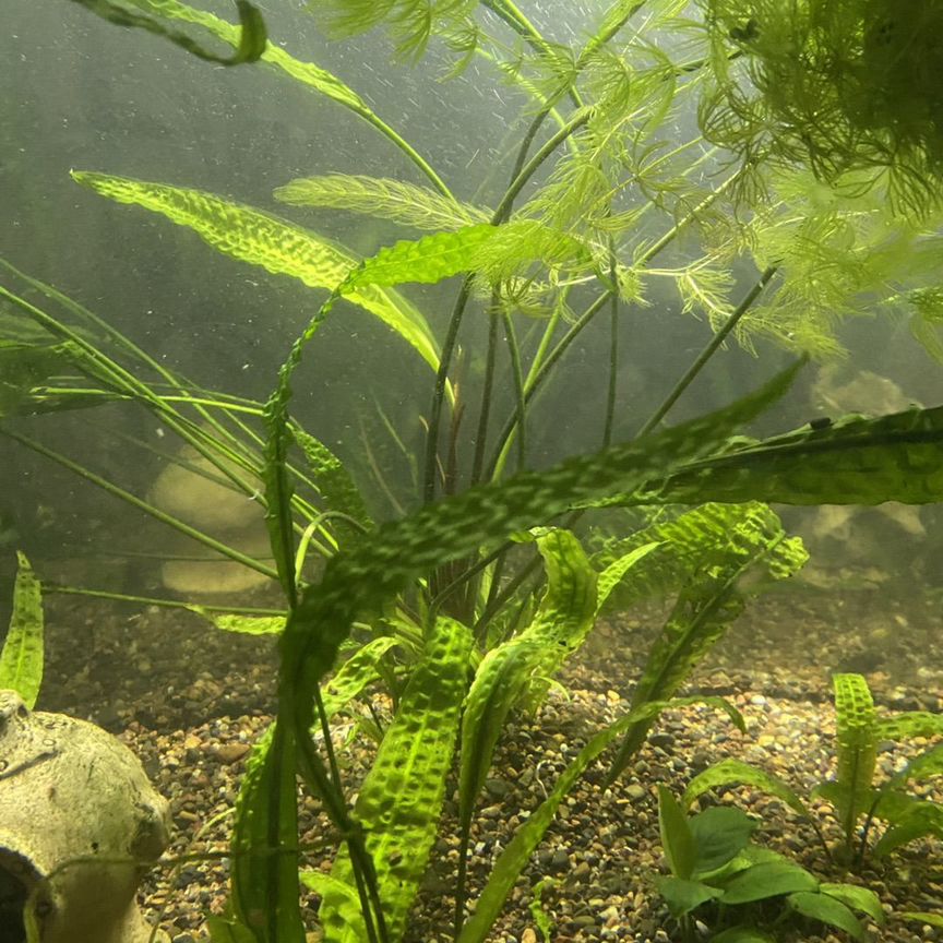 Криптокарина