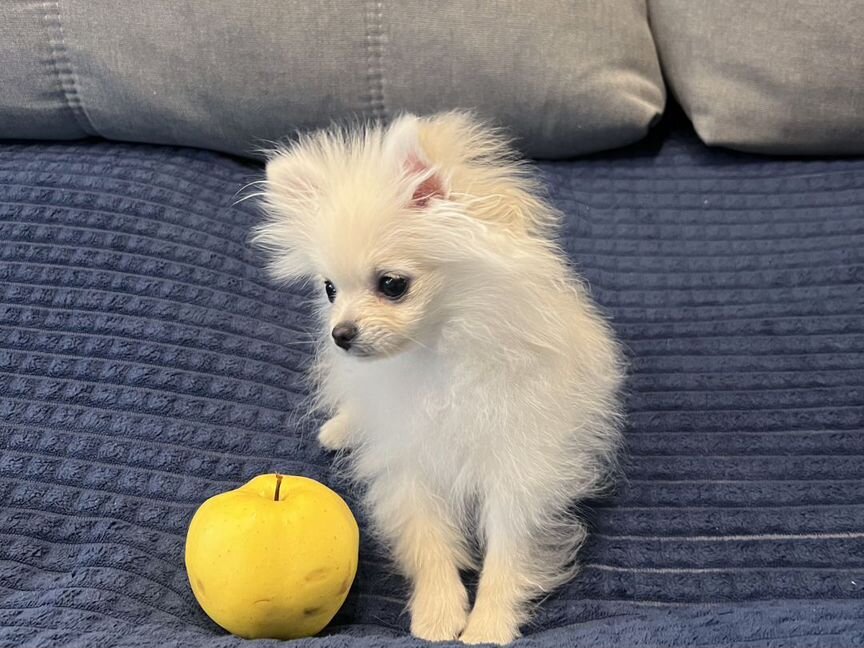 Померанский шпиц