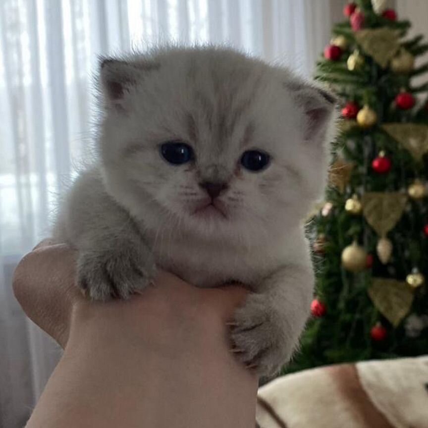 Продаются котята