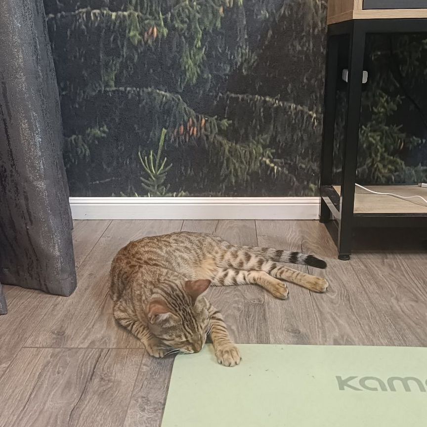 Отдаю кошечку (бенгал) в добрые руки