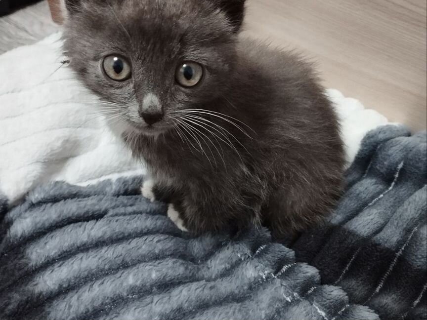 Котята ищут дом