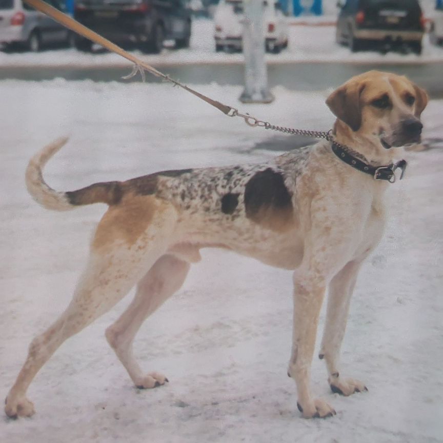 Собака в добрые руки