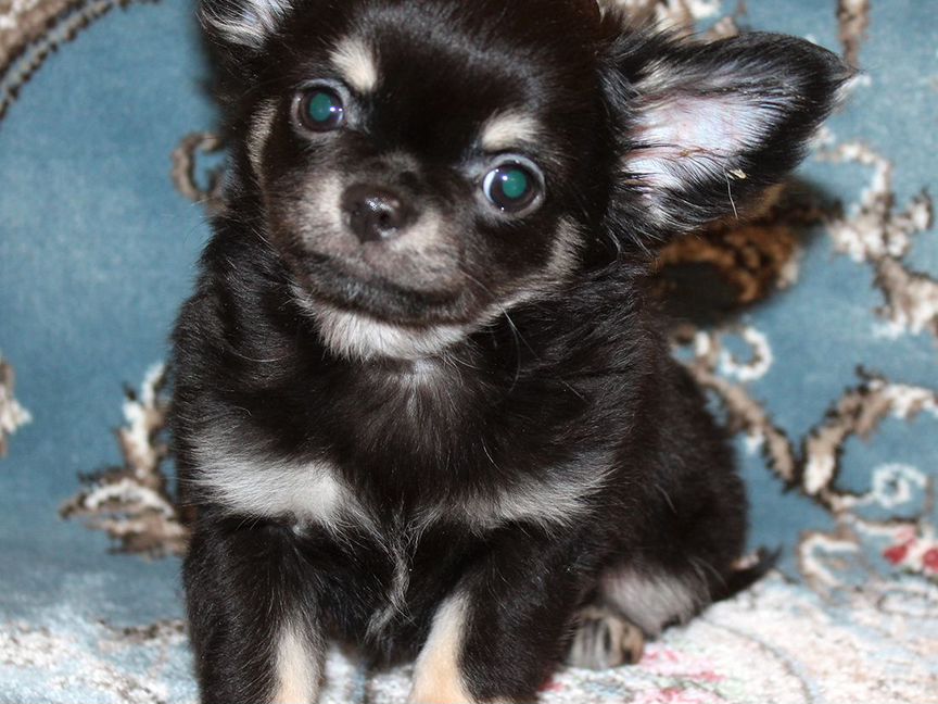 Чихуахуа мальчик дш