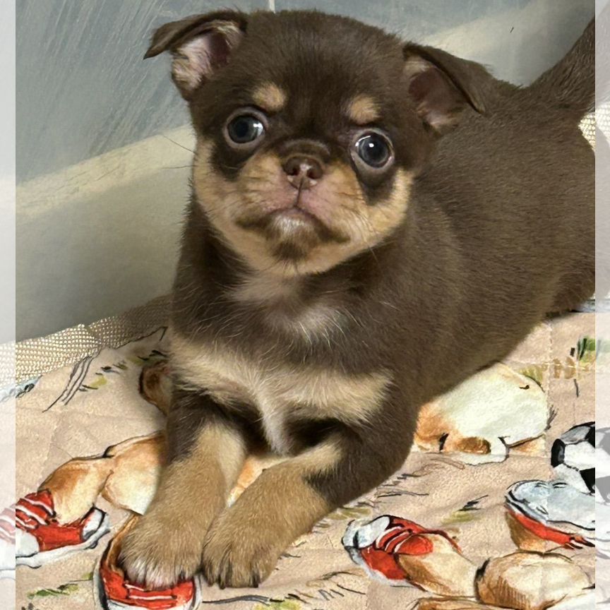 Чихуахуа, щенок