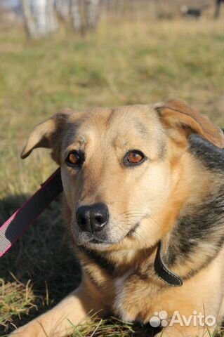 Приютская Шелли мечтает обрести любящего хозяина