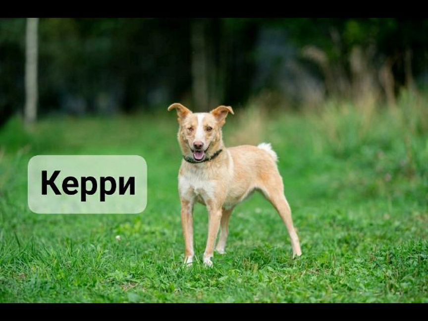 Собаки в добрые руки