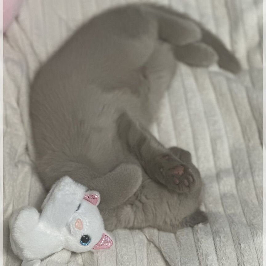 Шотландские вислоухие котята