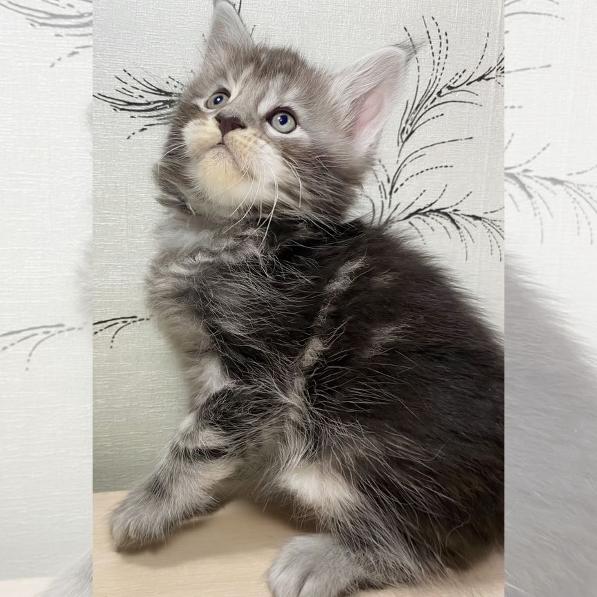 Мейн-кун котёнок