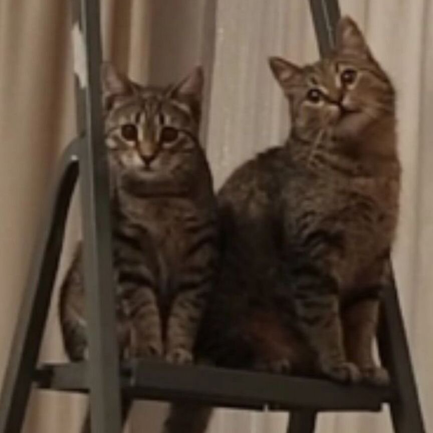 2 кошки
