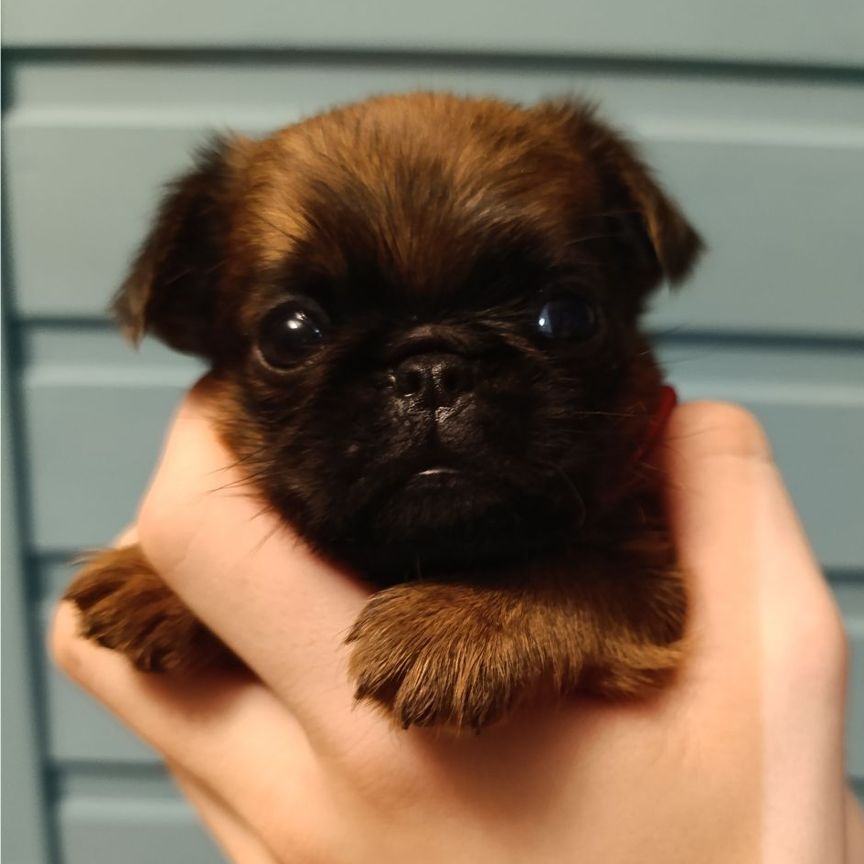 Мальчики пти брабансончики