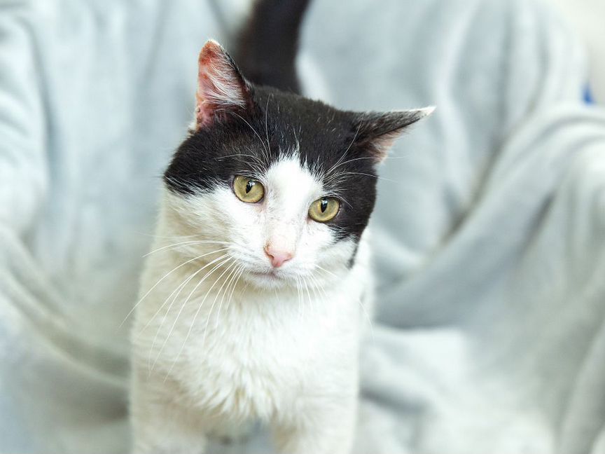 Котик Роман