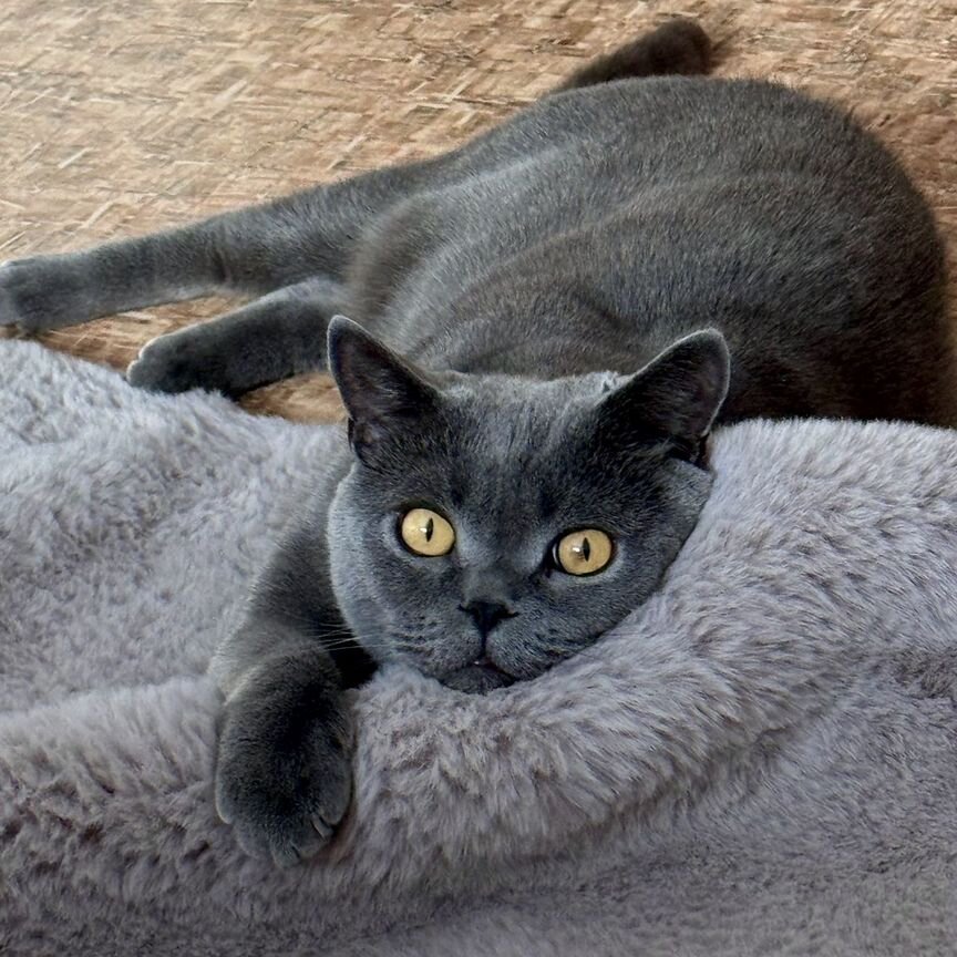 Отдам кота В хорошие руки