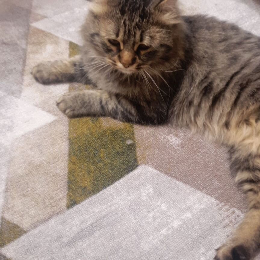 Кот в добрые руки