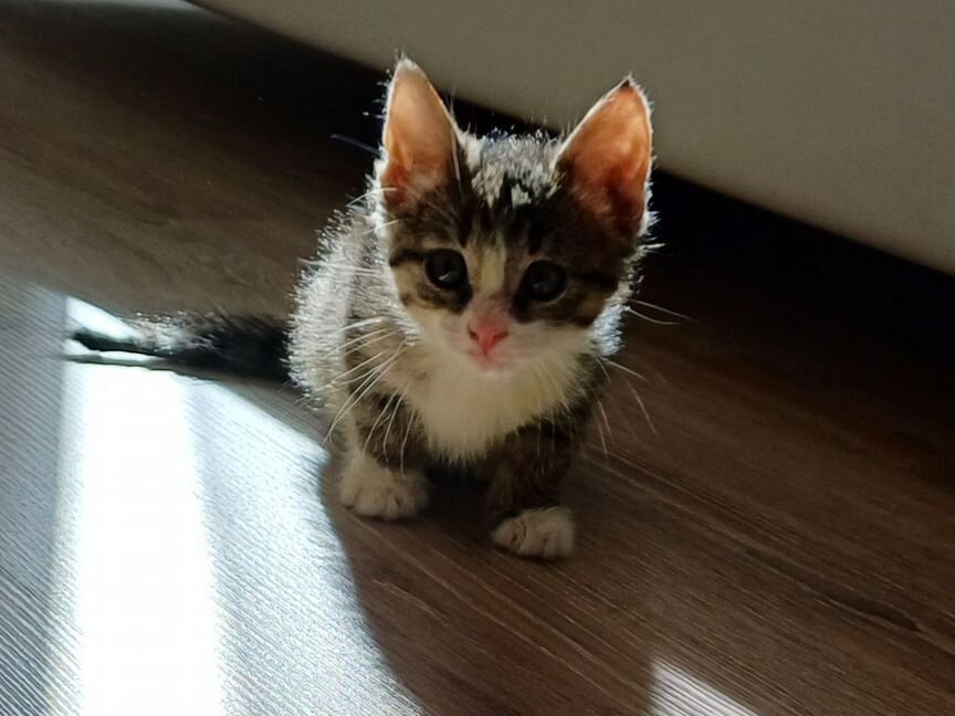 Усатый полосатый 2024 г.р