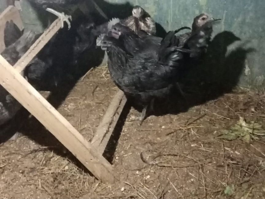 Молодые петушки ухей илюй