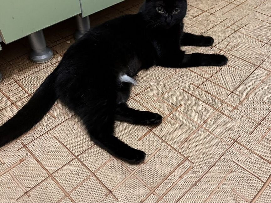 Кошка Ночка ищет дом