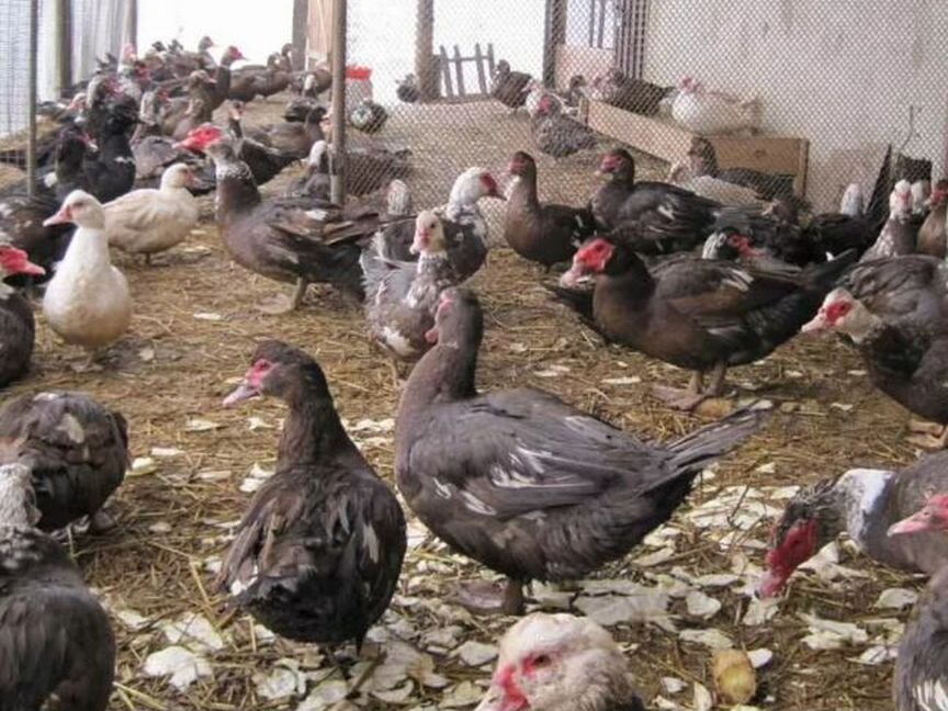 Мускусные утки и селезни на племя