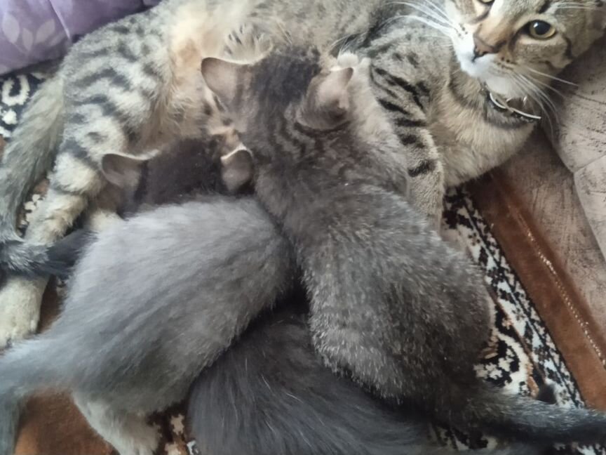 Котята в добрые руки