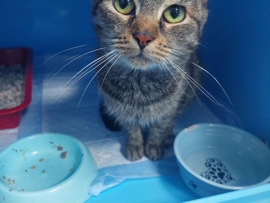 Найдена кошка