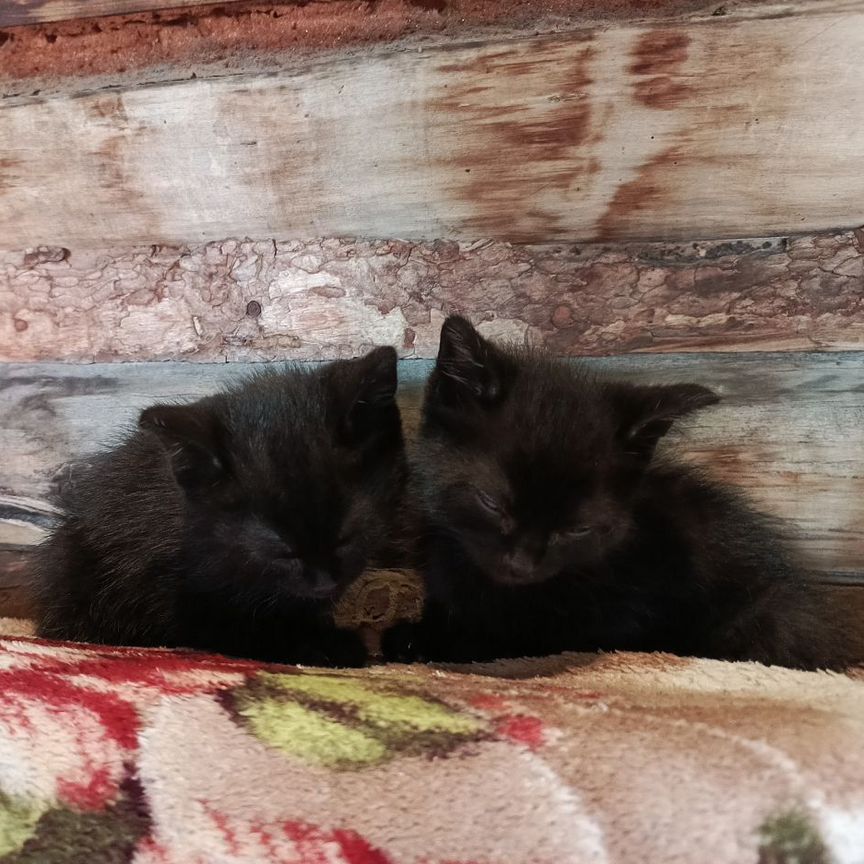 Котята в добрые руки бесплатно