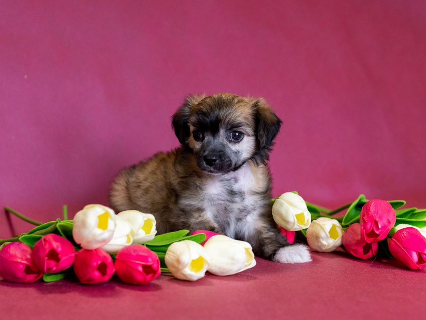 Пуховые мальчики