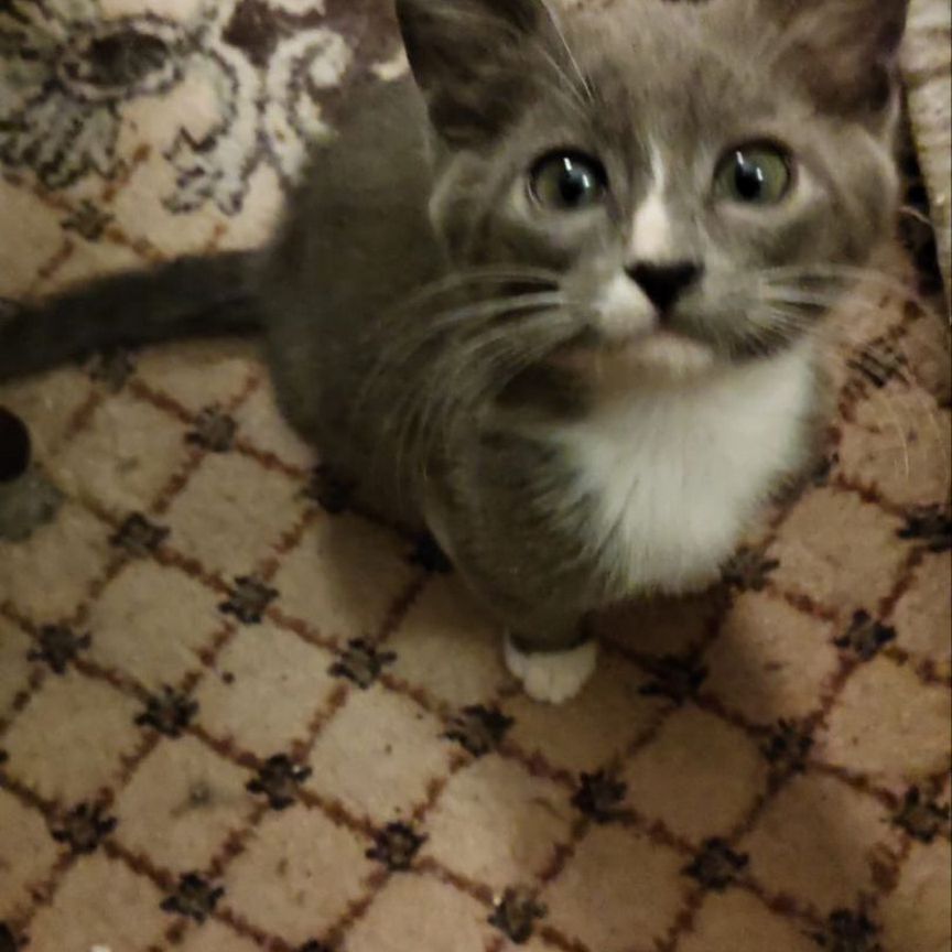 Котенок в добрый путь