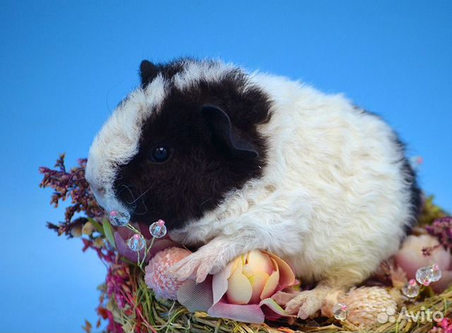 Малыш мальчик морской свинки американский тедди